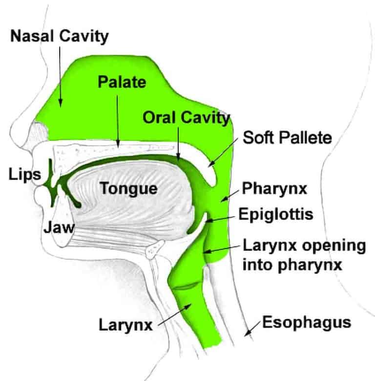 Speech Practice: Vocal Delivery for Voiceover | School of Voiceover